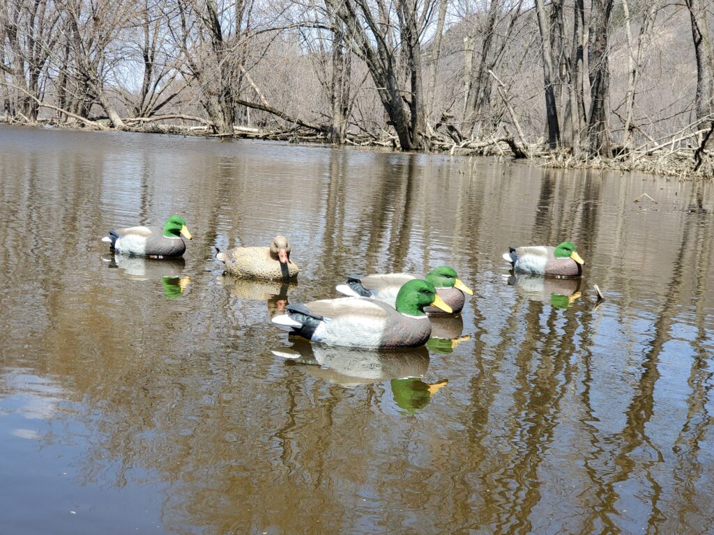 TEAM ROUGHNECK SWIMMERS - THE REAL DeCOY