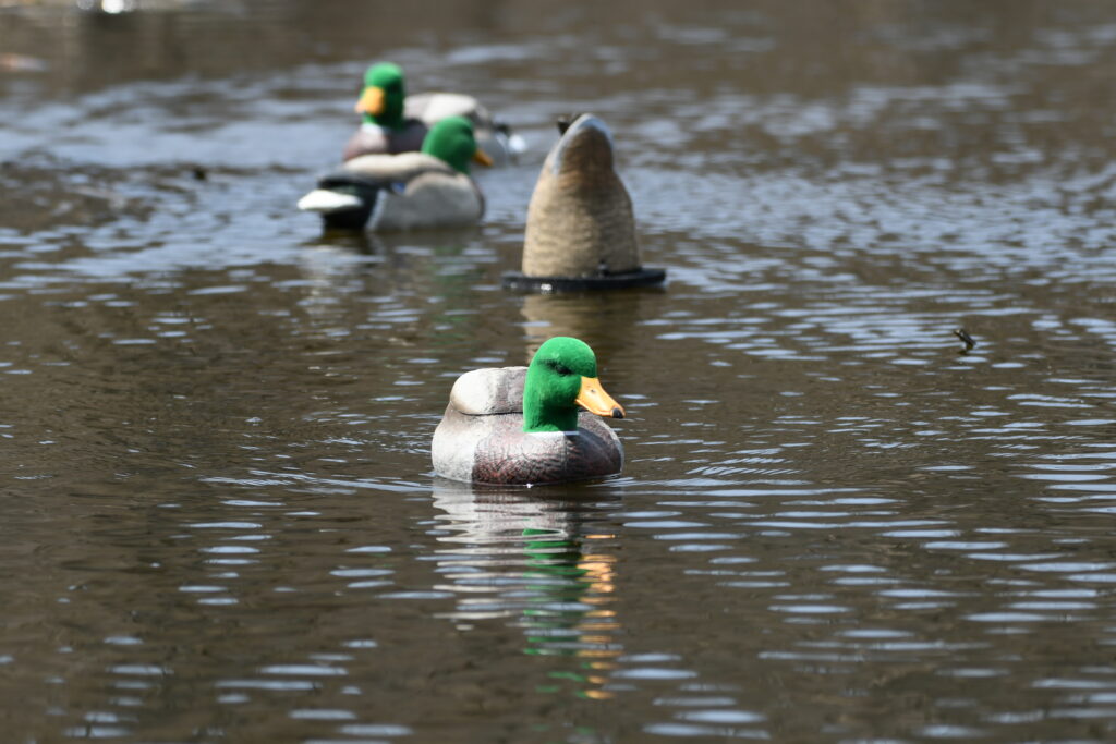 The Natural SWIMMER DRAKE MALLARD Flocked Head - THE REAL DeCOY