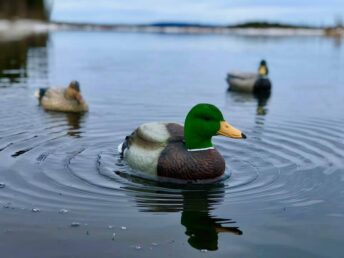 Natural Combo - THE REAL DeCOY