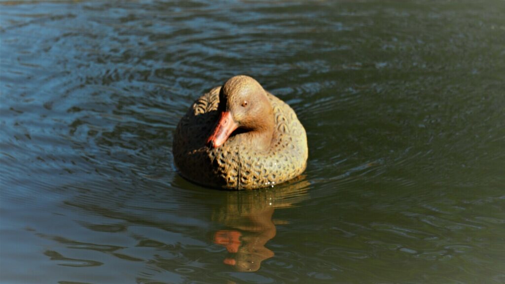 TEAM ROUGHNECK SWIMMERS - THE REAL DeCOY