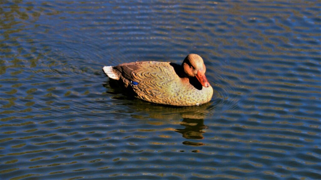 TEAM ROUGHNECK SWIMMERS - THE REAL DeCOY